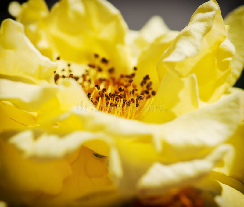 Blooming yellow rose stock photo. Image of grow, petals - 31600792