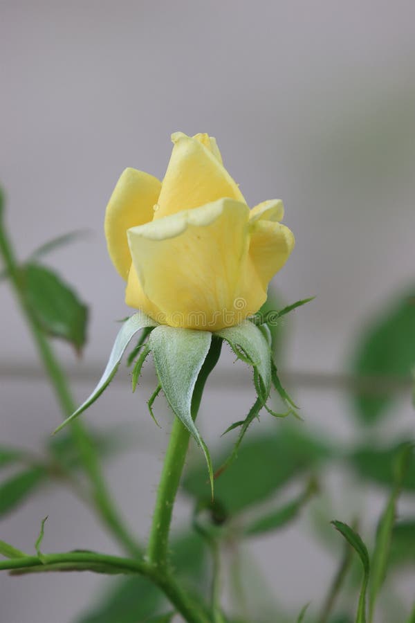 Blooming yellow rose stock photo. Image of rose, petals - 235406588