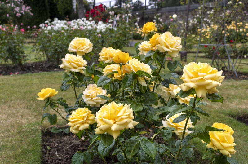 Yellow roses. stock photo. Image of roses, bush, flower - 187934200