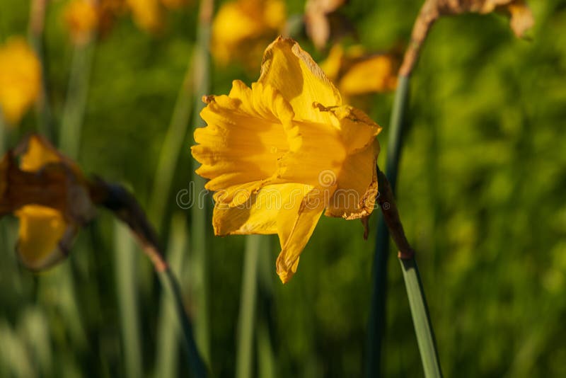 Blooming Yellow Spring Flower Narcissus in the Garden Stock Photo ...