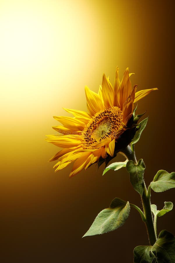 Blooming Yellow Sunflower in Sunshine Stock Photo - Image of bright ...