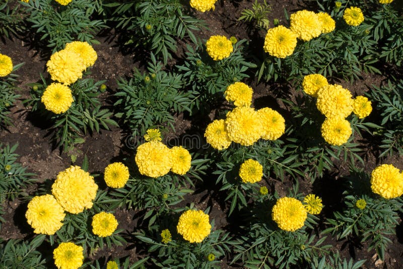Blooming Yellow Tagetes Erecta in Summer Stock Image - Image of ...