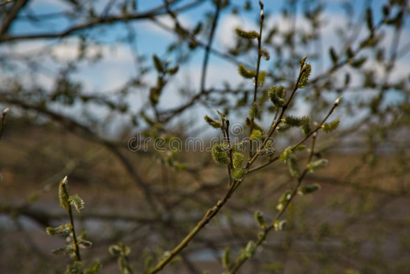 Blooming Young Alder Buds in Spring. Stock Photo - Image of clouds ...