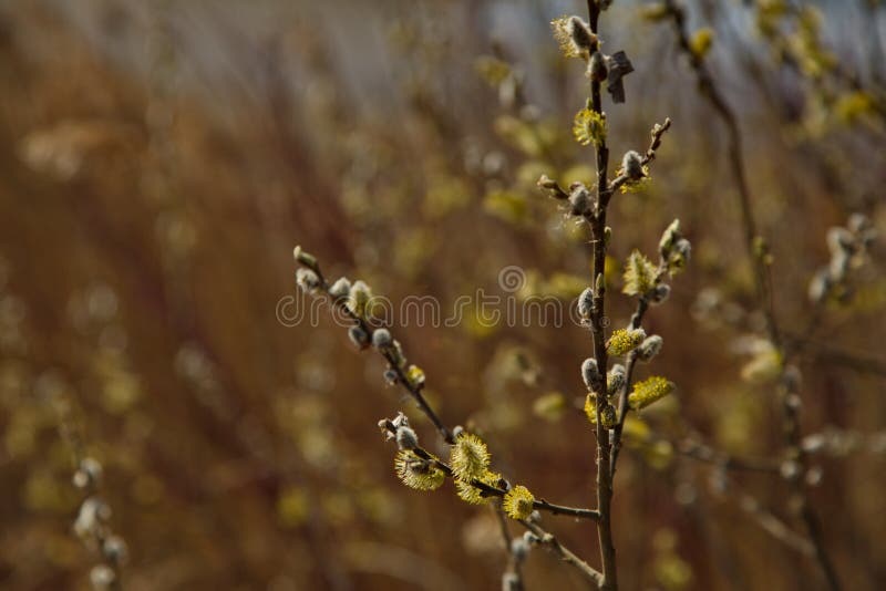Blooming Young Alder Buds in Spring. Stock Image - Image of blooming ...