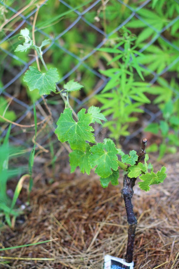 Blooming Young Grape Seedling after Planting Stock Image - Image of ...