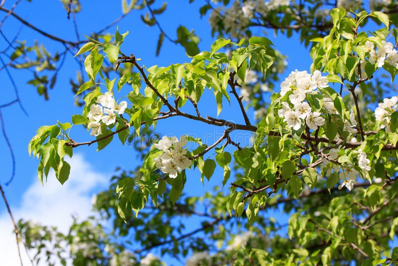 Blooming Young Pear Tree in the Spring Garden. Stock Image - Image of ...