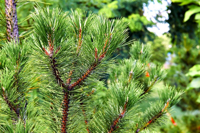 Blooming Young Pine Tree with Delicate Buds of Cones Stock Image ...