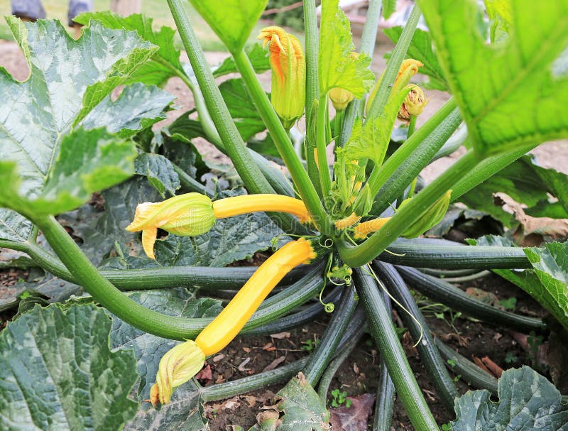 Blooming zucchini stock photo. Image of plant, grow, bloom - 97924070