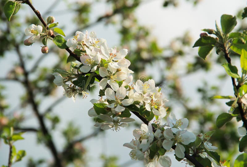 Blooms of apple tree stock image. Image of twig, vegetation - 93175165