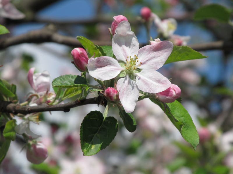 Blooms of apple tree stock photo. Image of garden, spring - 53565270
