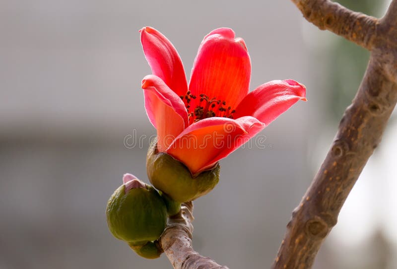 Blooms the Bombax Ceiba (Lat. - Bombax Ceiba) or Cotton Tree Stock ...