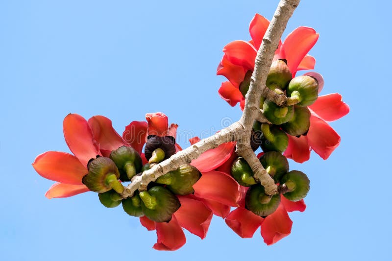 Blooms the Bombax Ceiba (Lat. - Bombax Ceiba) or Cotton Tree Stock ...
