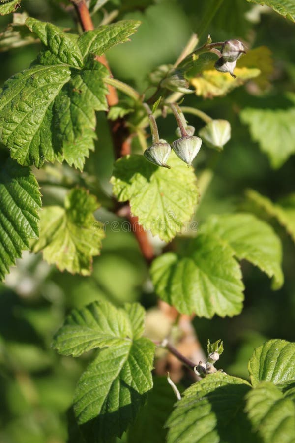 Blooms and buds stock photo. Image of plant, unripe, spring - 41424618