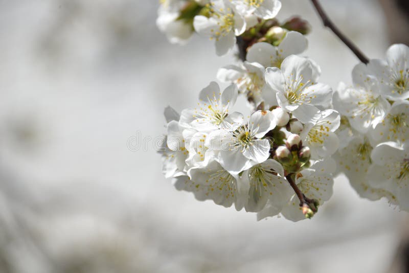 Blooms Cherry Tree with White Flowers Stock Photo - Image of natural ...
