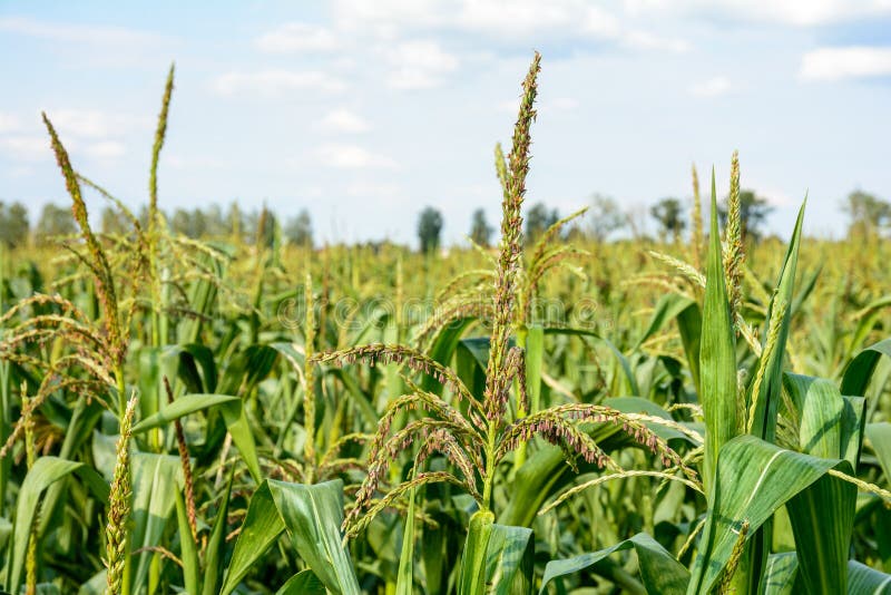 Blooms corn in summer stock image. Image of june, porridge - 135784617