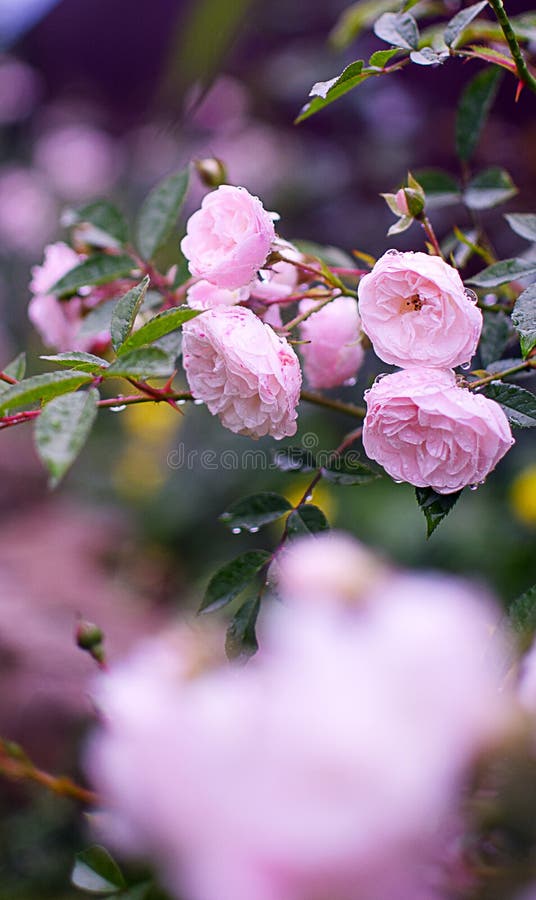 Blooms fragrant pink rose stock image. Image of budding - 151802103