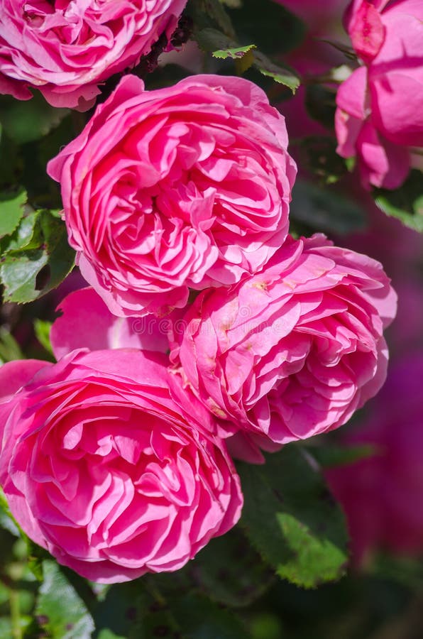 Blooms fragrant pink rose stock photo. Image of green - 95238240
