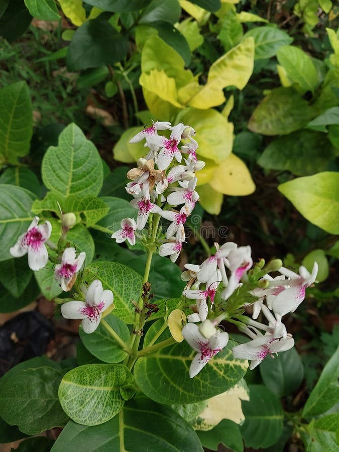Blooms Have Bright Colors and Beautiful Textures Stock Photo - Image of ...