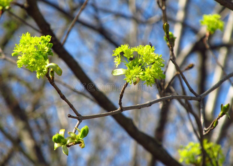 Blooms of maple tree stock image. Image of garden, plant - 52870009
