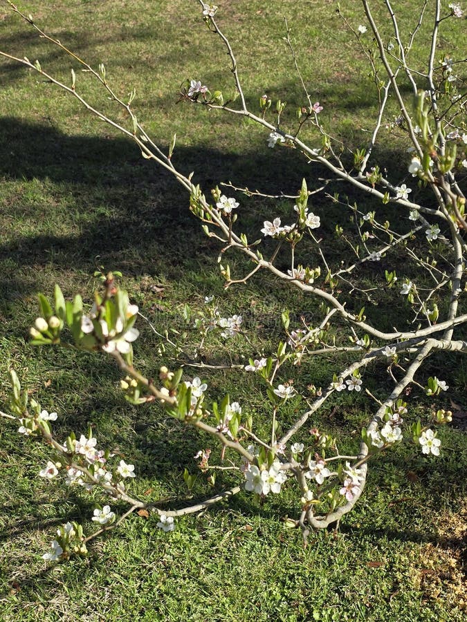 The Blooms on the Mayhaw Tree Indicate a Good Harvest Stock Photo ...