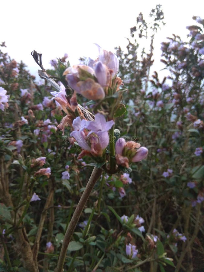 Kurinji collection stock image. Image of collection - 124066769