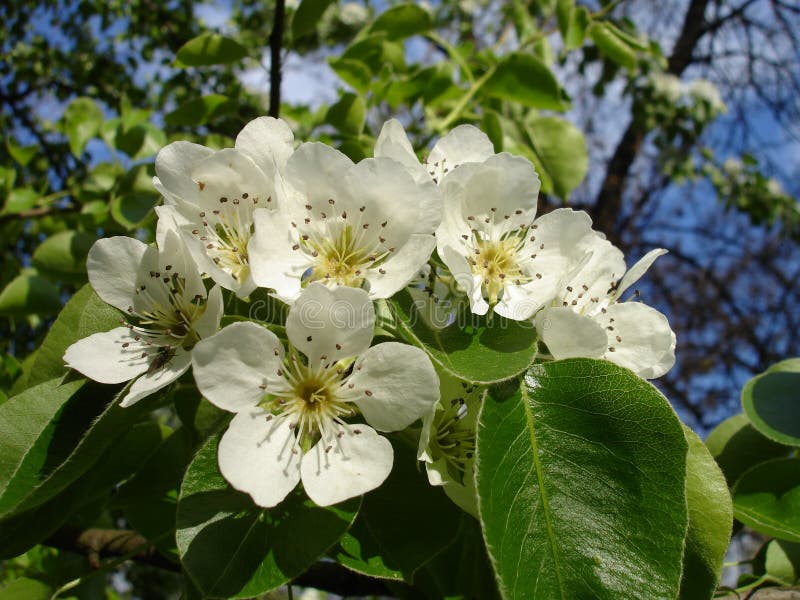 Jasmine flowers in bloom stock image. Image of flowering - 19742989