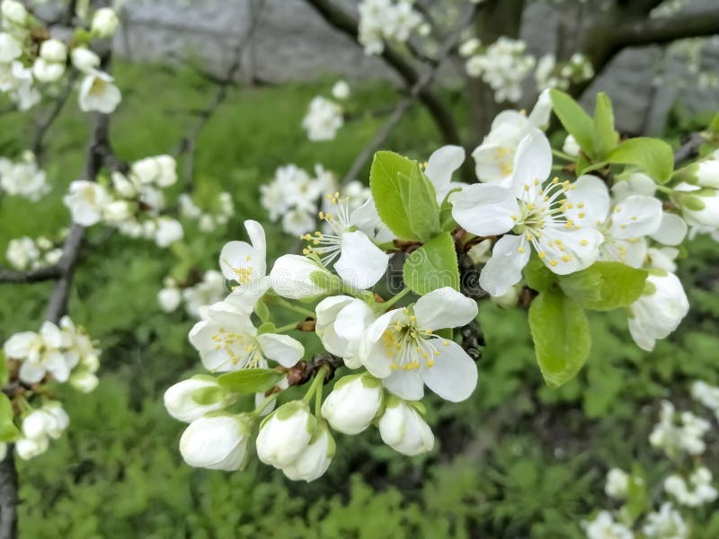 Blooms Pear in Early Spring. the Fruit Tree Blooms with White Flowers ...