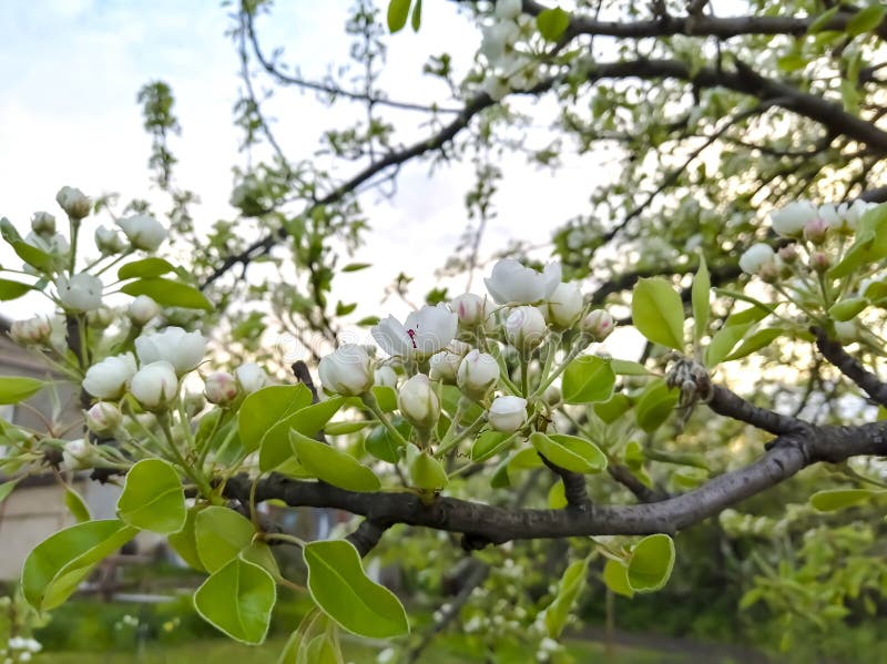 Blooms Pear in Early Spring. the Fruit Tree Blooms with White Flowers ...