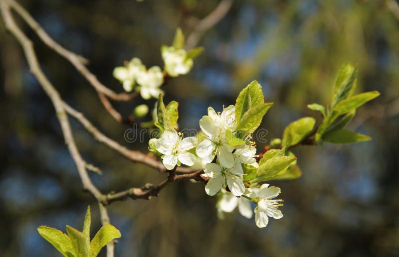 Blooms of plum tree stock image. Image of branch, nice - 91533433