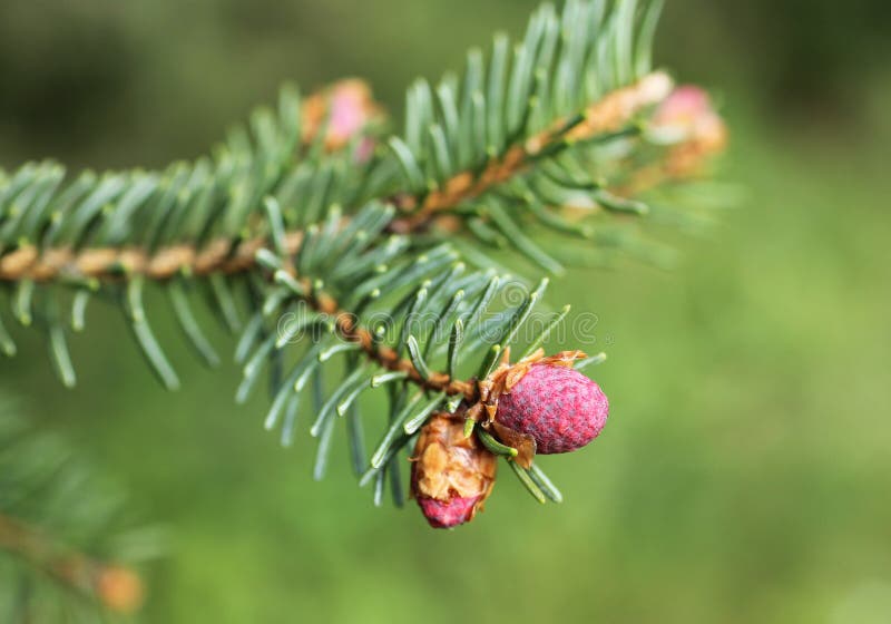 Blooms of spruce stock image. Image of cones, grow, closeup - 90583301