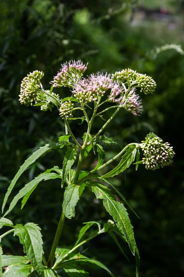 It Blooms in the Wild Hemp Agrimony Eupatorium Cannabinum Stock Image ...