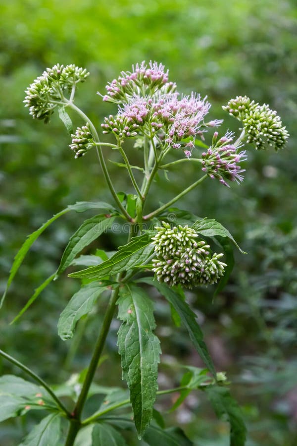 It Blooms in the Wild Hemp Agrimony Eupatorium Cannabinum Stock Image ...