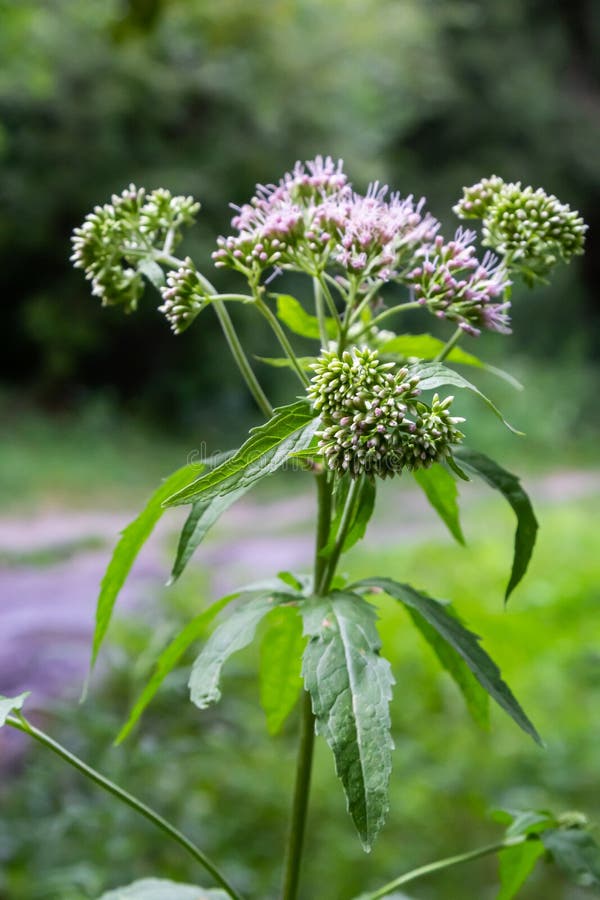 It Blooms in the Wild Hemp Agrimony Eupatorium Cannabinum Stock Photo ...