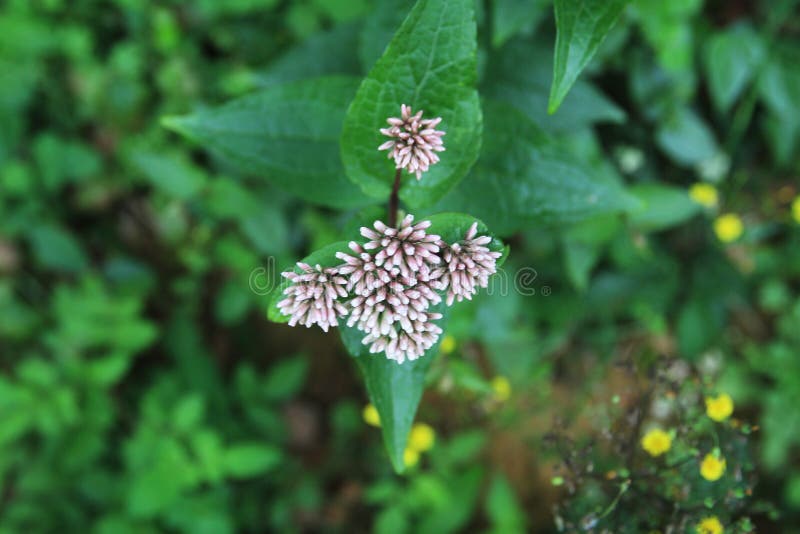 Blooms in the Wild Hemp Agrimony Eupatorium Cannabinum Stock Photo ...