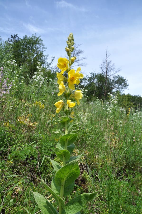 It Blooms in the Wild Mullein Verbascum Stock Image - Image of ...