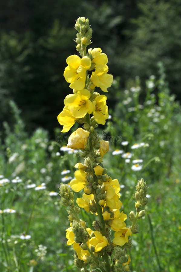 It Blooms in the Wild Mullein Verbascum Stock Image - Image of mullein ...