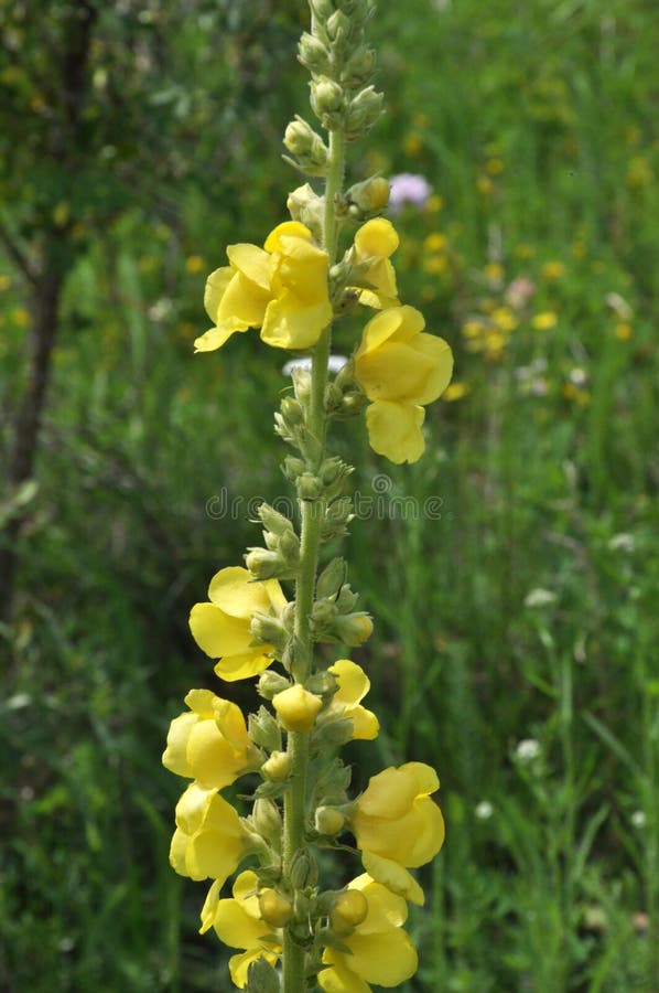 It Blooms in the Wild Mullein Verbascum Stock Image - Image of medical ...