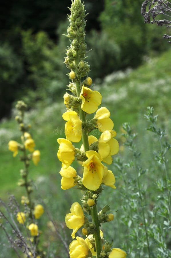 It Blooms in the Wild Mullein Verbascum Stock Photo - Image of bloom ...