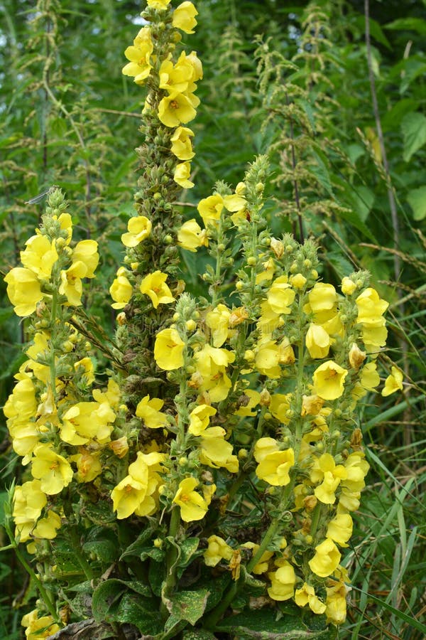 It Blooms in the Wild Mullein Verbascum Stock Image - Image of garden ...