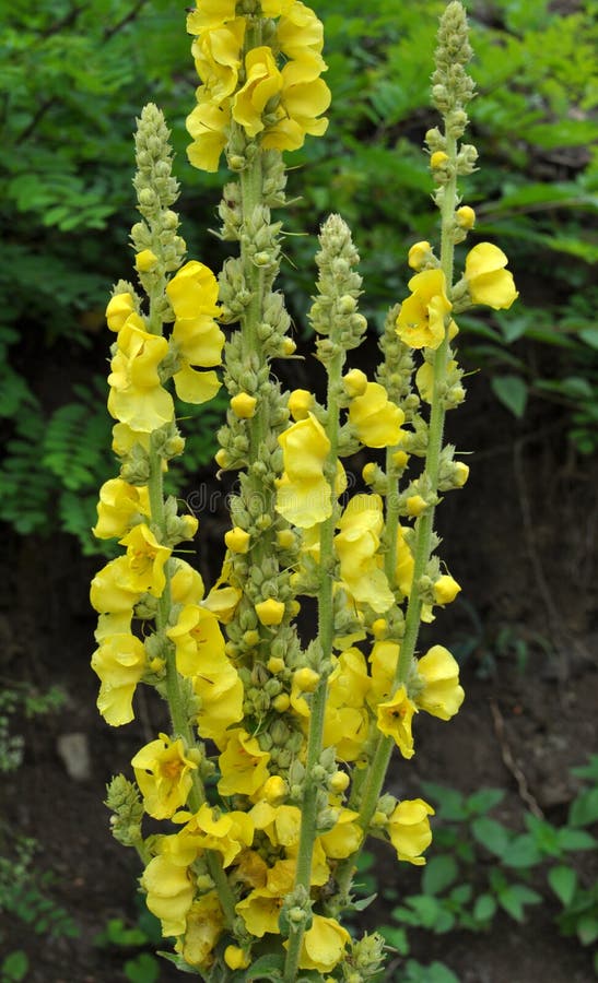 It Blooms in the Wild Mullein Verbascum Stock Photo - Image of ...