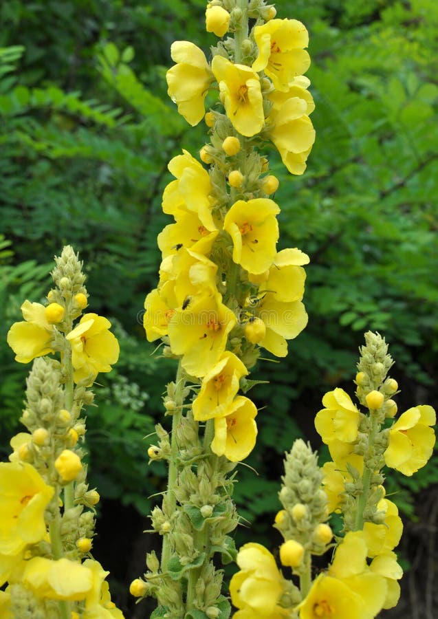It Blooms in the Wild Mullein Verbascum Stock Photo - Image of ...