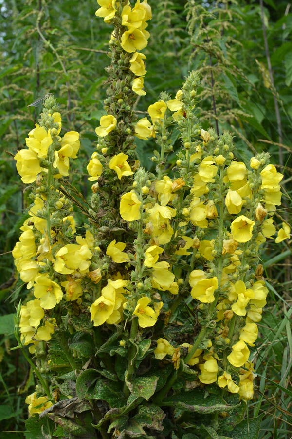 It Blooms in the Wild Mullein (Verbascum Stock Image - Image of bloom ...