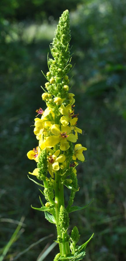 It Blooms in the Wild Mullein (Verbascum Stock Photo - Image of nature ...