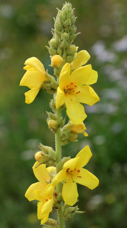 It Blooms in the Wild Mullein (Verbascum Stock Image - Image of color ...