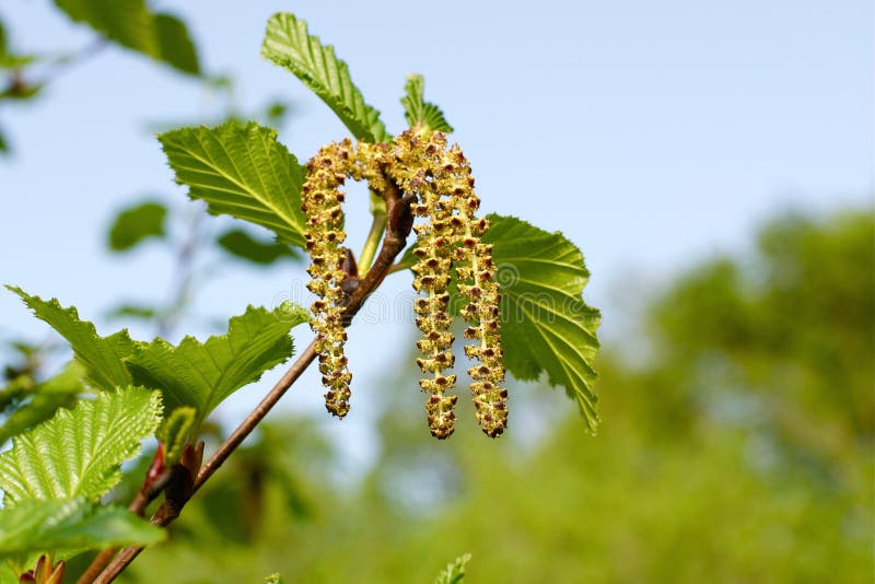 Blooms young birch stock image. Image of environment - 48547863