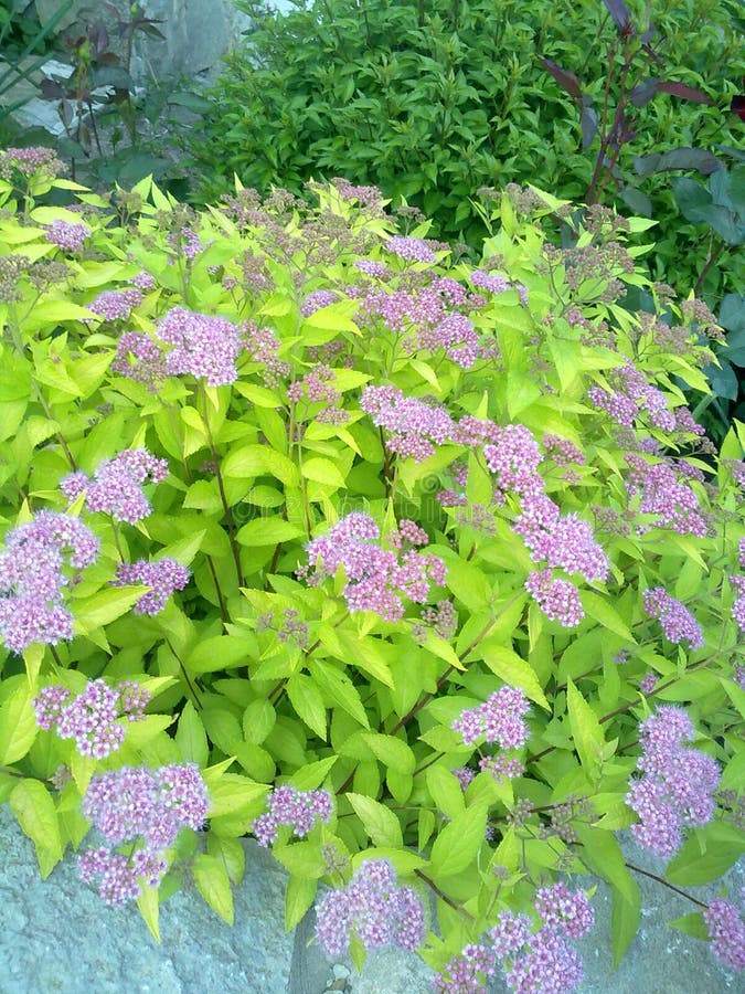 A bloomy bush in spring stock photo. Image of rock, fantasy - 58383600