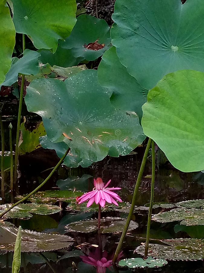 Bloomy Lotus in the Corner of Lake Stock Image - Image of bloomy, green ...