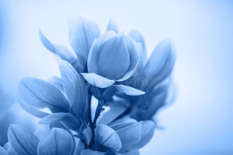 Bloomy Magnolia Tree with Big Flowers Toned Blue Color. Stock Image ...