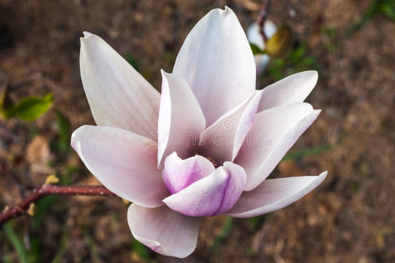 Bloomy Magnolia Tree with Big Flowers Stock Image - Image of beautiful ...