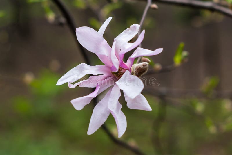 Bloomy Magnolia Tree with Big Flowers Stock Image - Image of beautiful ...